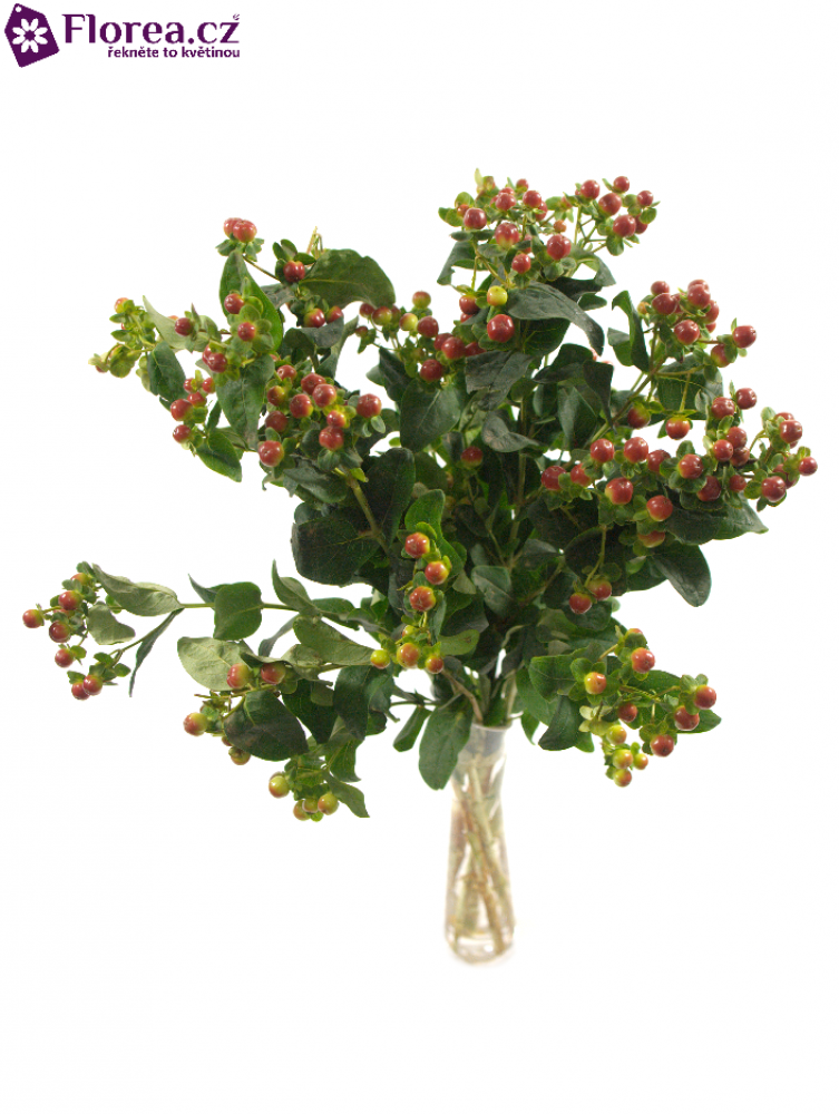 HYPERICUM CORAL EXPRESS 60cm