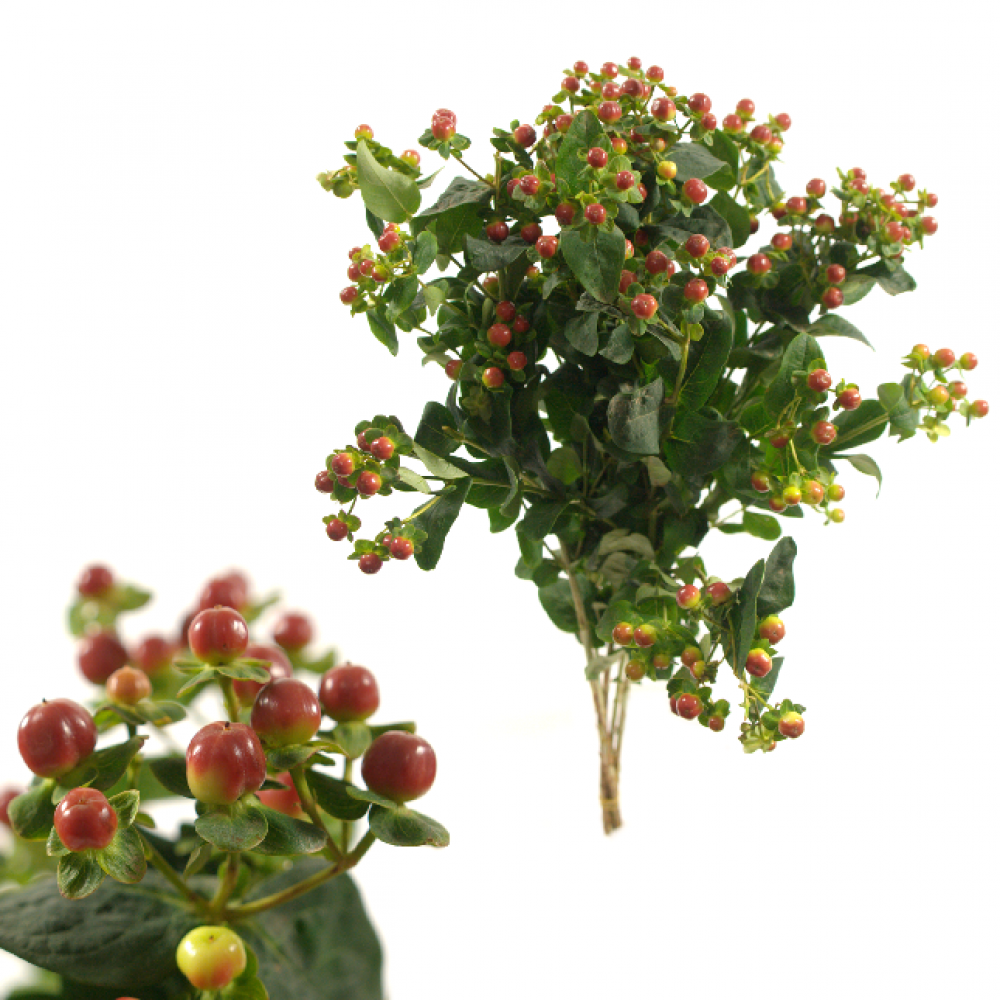HYPERICUM CORAL EXPRESS 60cm