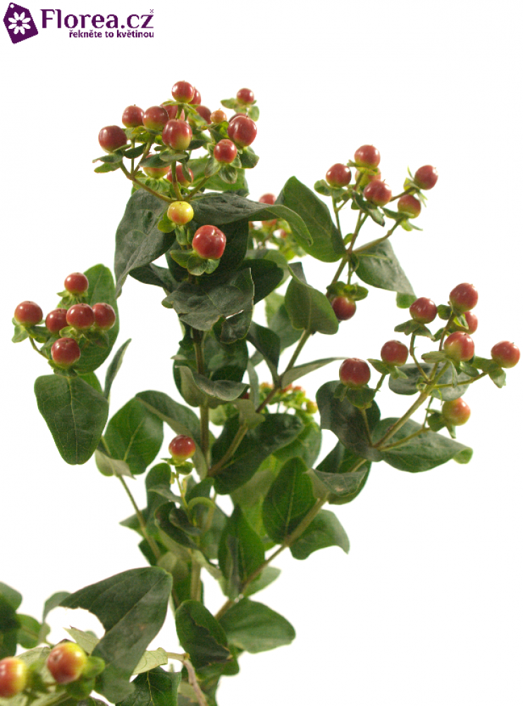HYPERICUM CORAL EXPRESS 60cm