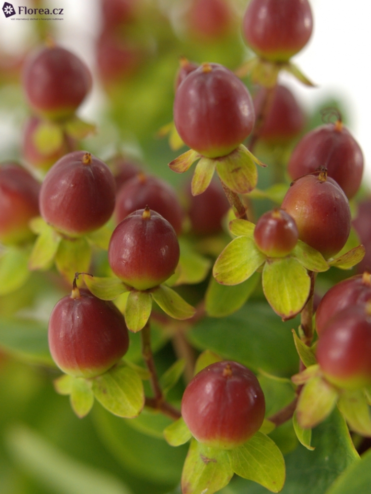 HYPERICUM MAGIC FALL 40cm