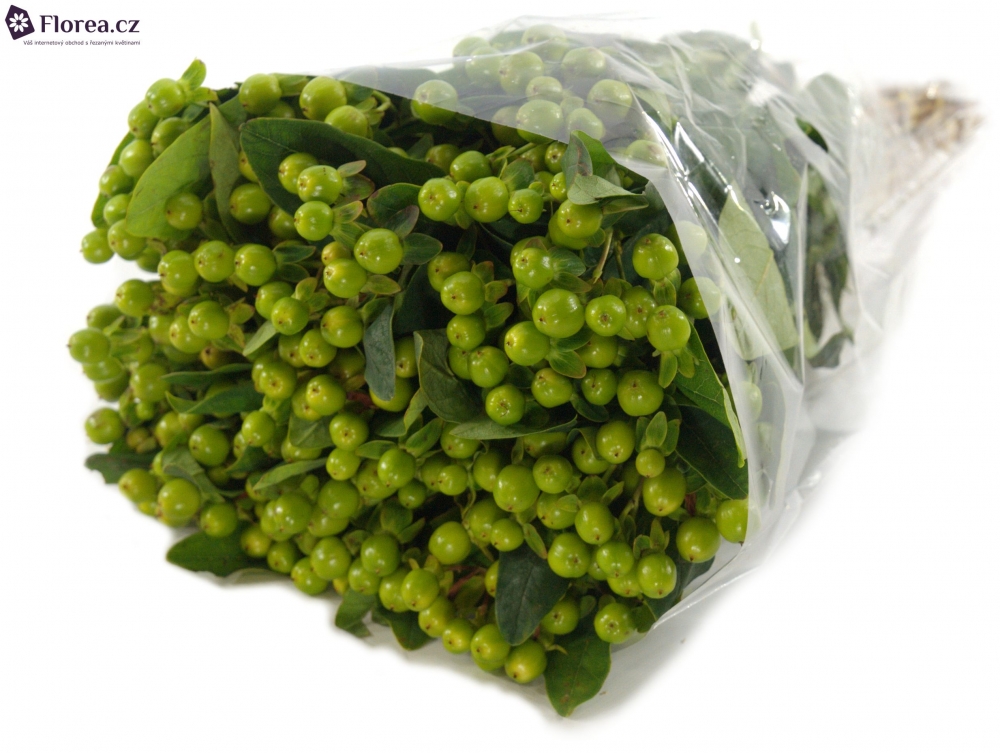 HYPERICUM MAGICAL GREEN 60cm