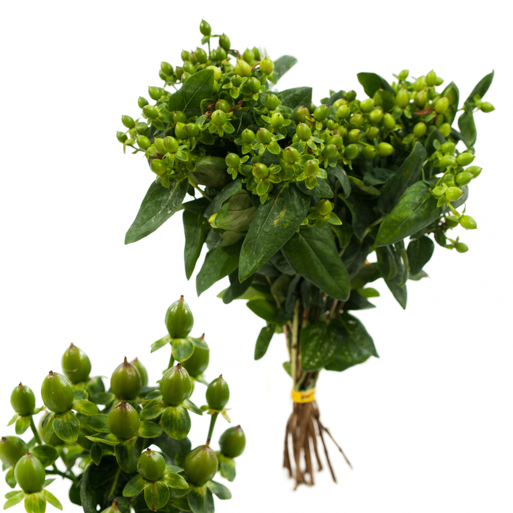HYPERICUM MAGICAL GREEN FALL 50cm