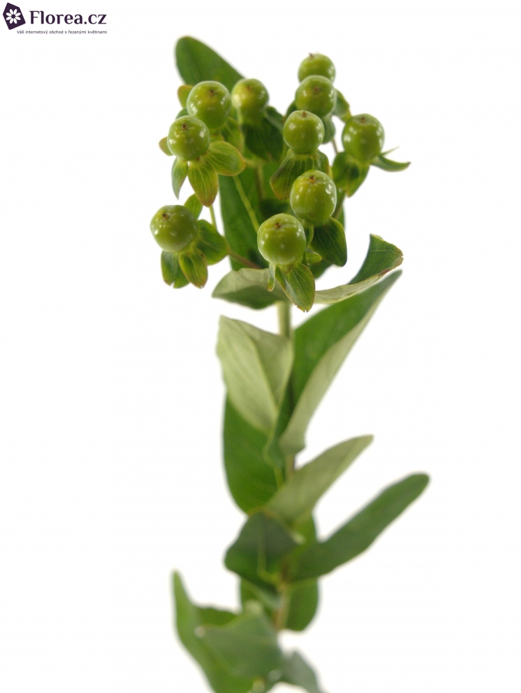 HYPERICUM MAGICAL GREEN 60cm
