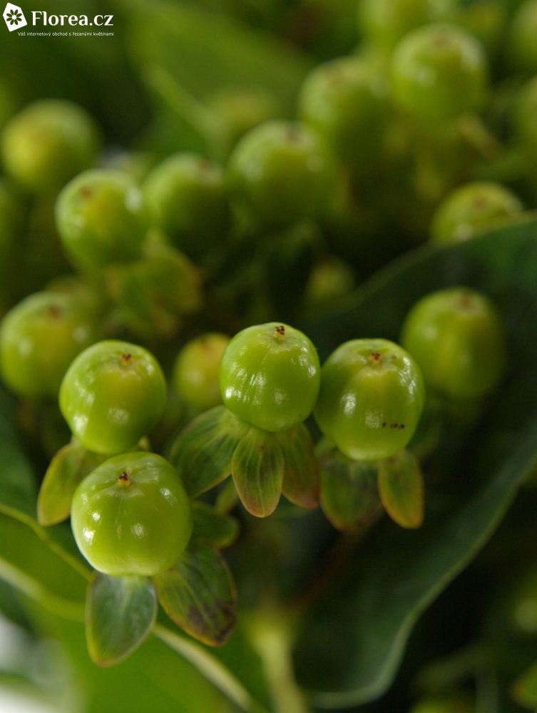 HYPERICUM MAGICAL GREEN 60cm