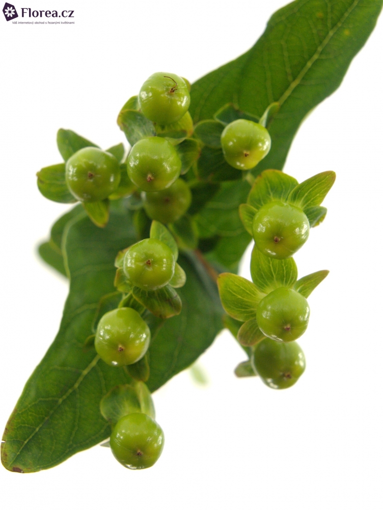 HYPERICUM MAGICAL GREEN 40cm