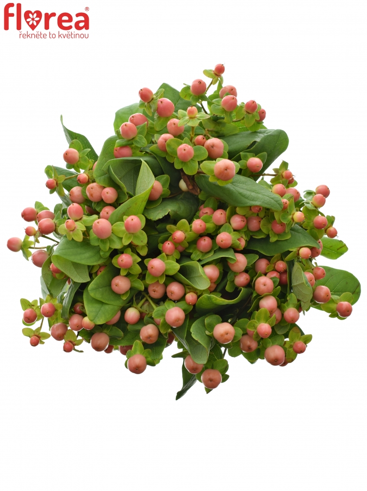 HYPERICUM MAGICAL PINK GIANT 65cm
