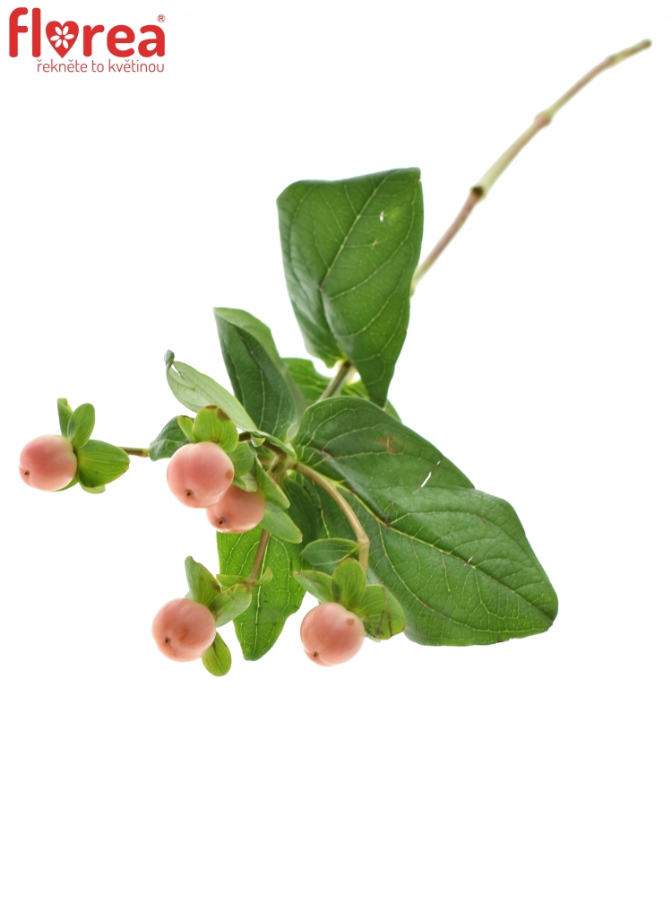 HYPERICUM MAGICAL PINK GIANT 40cm