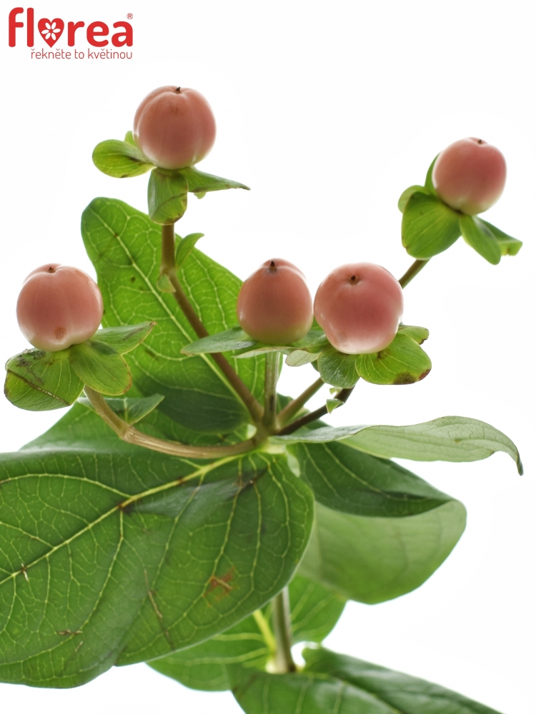 HYPERICUM MAGICAL PINK GIANT 55cm