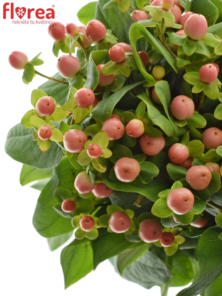 HYPERICUM MAGICAL PINK GIANT 40cm