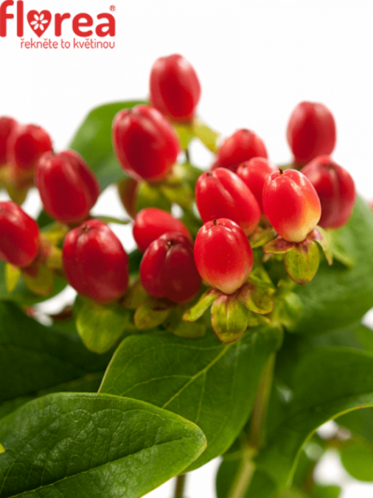 HYPERICUM MAGICAL RED 45cm