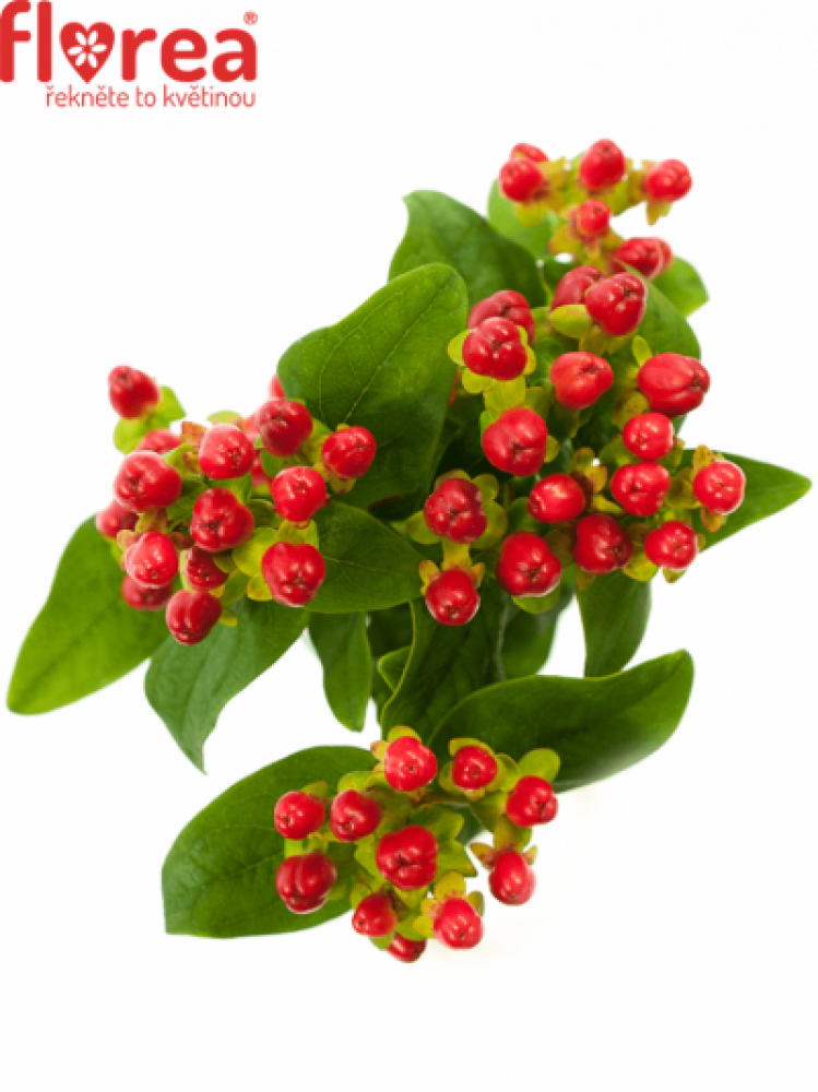 HYPERICUM MAGICAL RED 45cm
