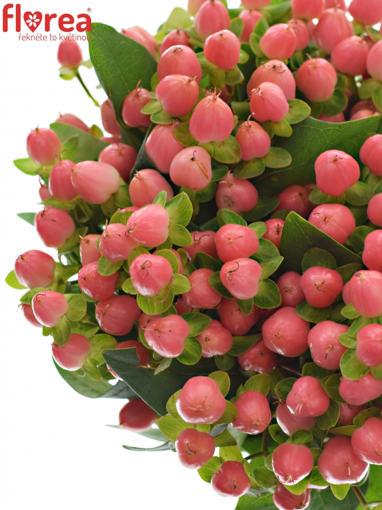 HYPERICUM SWEET ROMANCE 40cm