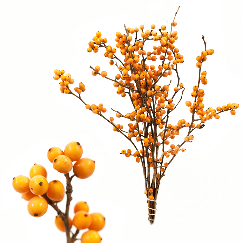 Ilex VERTICILLATA ORANGE BEAUTY 60cm