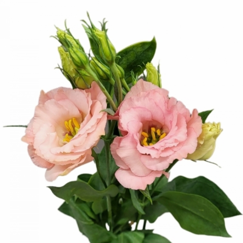 Jícnovka G RUSSELIANUM G ALISSA PINK FLASH 70cm/5+
