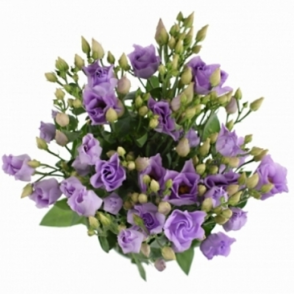Jícnovka RUSSELLIANUM G CORELLI LIGHT LAVENDER 70cm/5+