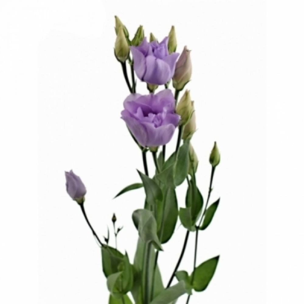 Jícnovka RUSSELLIANUM G CORELLI LIGHT LAVENDER 70cm/5+