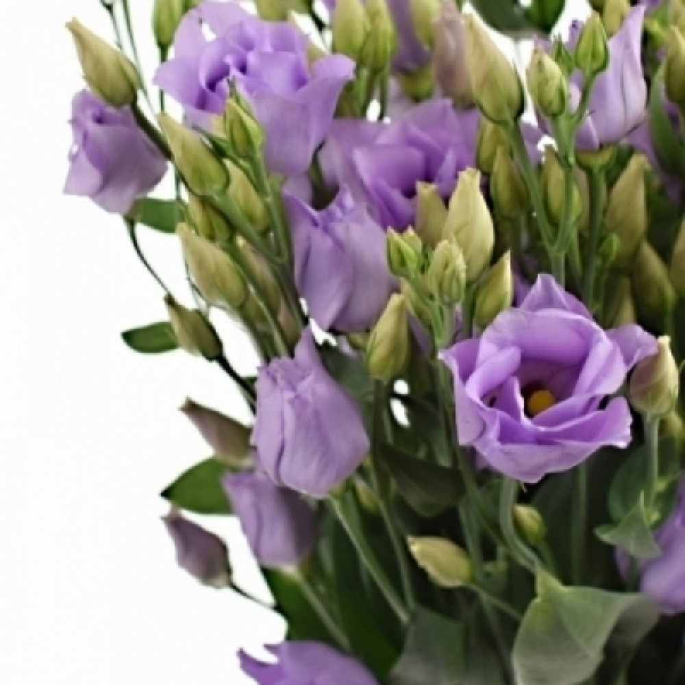 Jícnovka RUSSELLIANUM G CORELLI LIGHT LAVENDER 70cm/5+