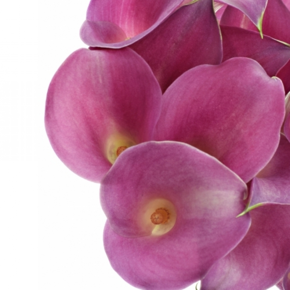 Kala CAPTAIN CHEERIO 80cm