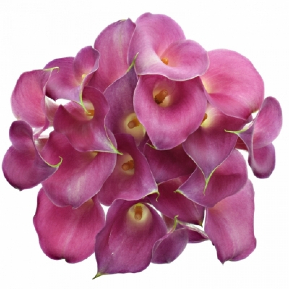 Kala CAPTAIN CHEERIO 80cm