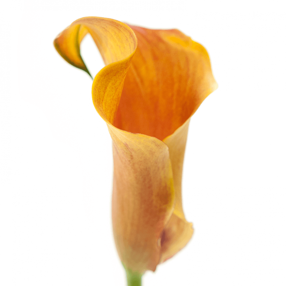 Kala CAPTAIN ODEON 50cm