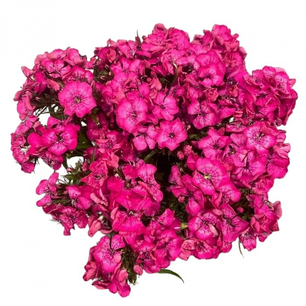 Karafiát BARBATUS BARBARELLA ROSE 40cm