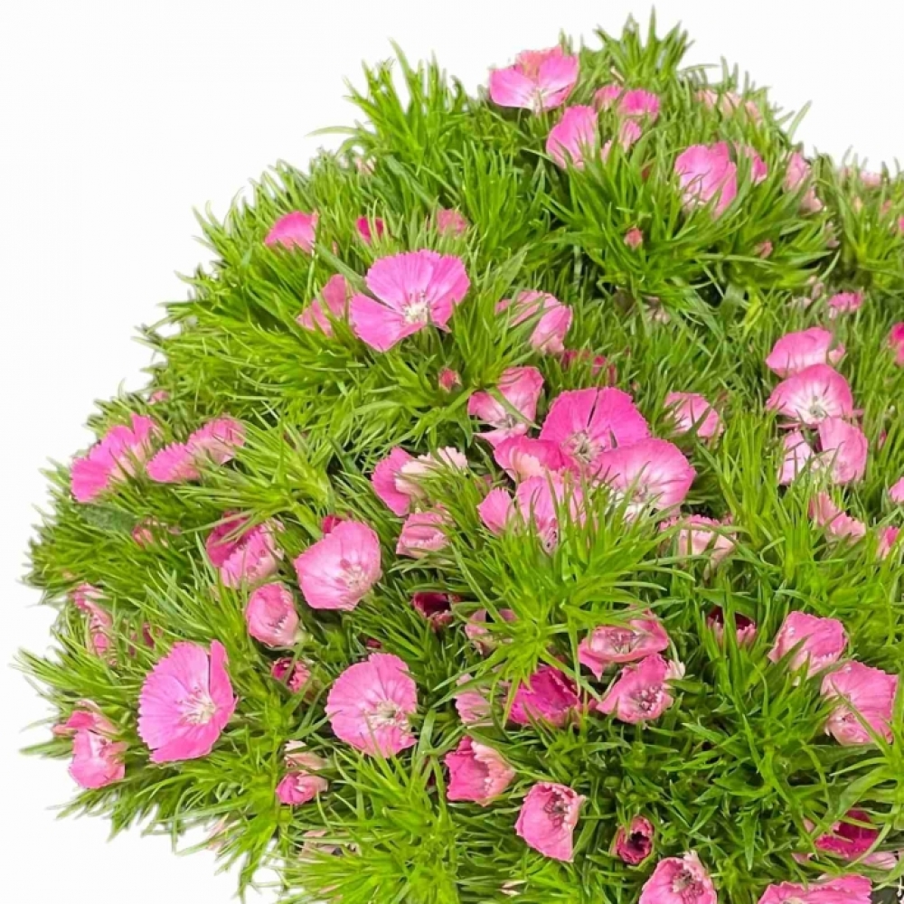 Karafiát BARBATUS LORD BREANTHUS 50cm