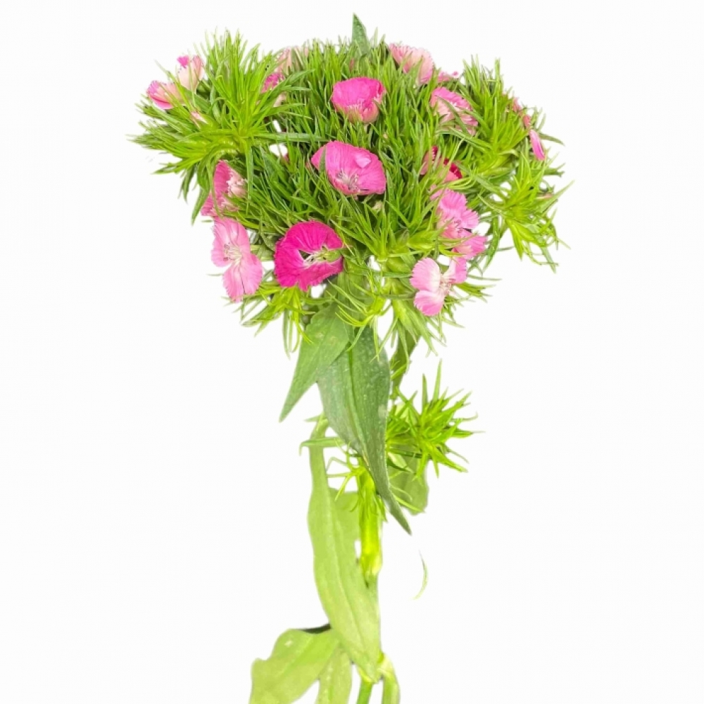 Karafiát BARBATUS LORD BREANTHUS 50cm