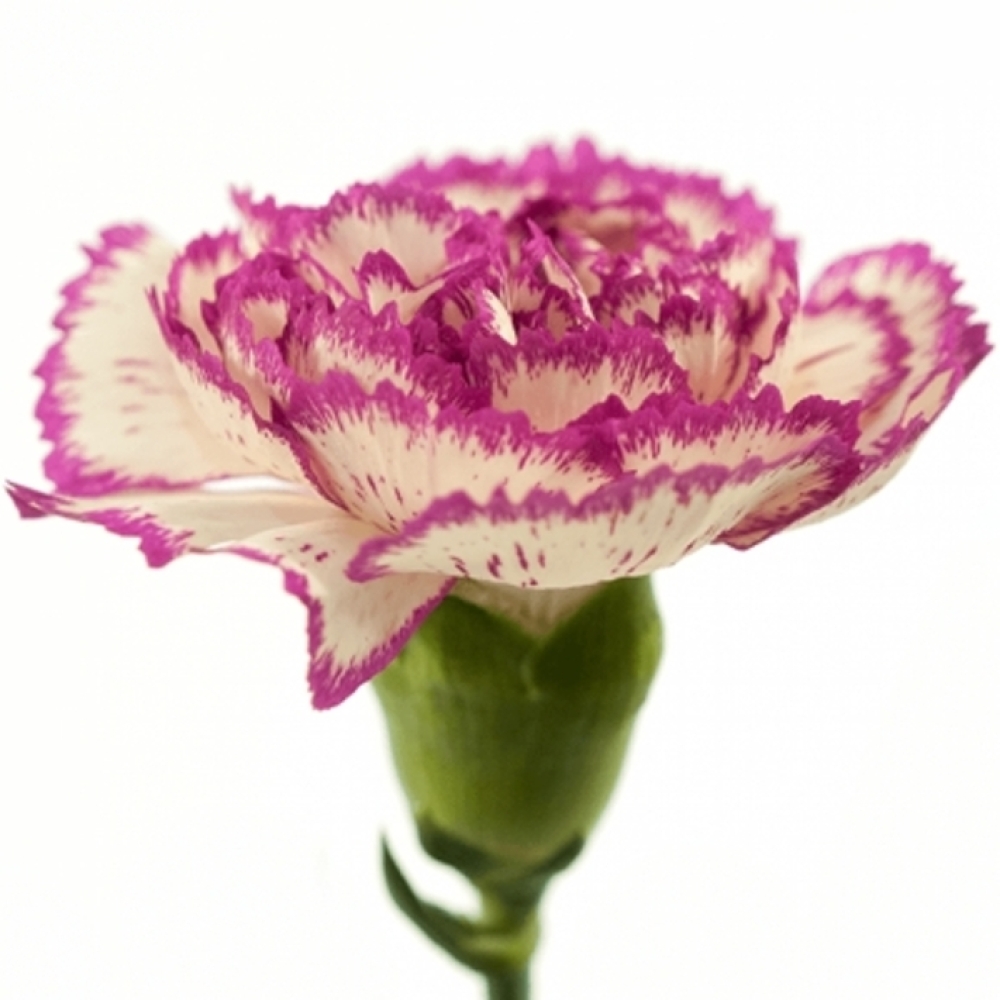 Karafiát ST HOLMES 60cm