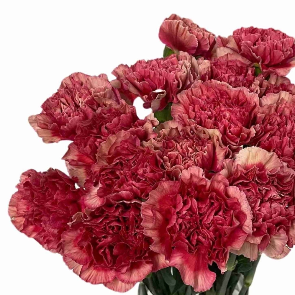 Karafiát ST IPANEMA 60cm