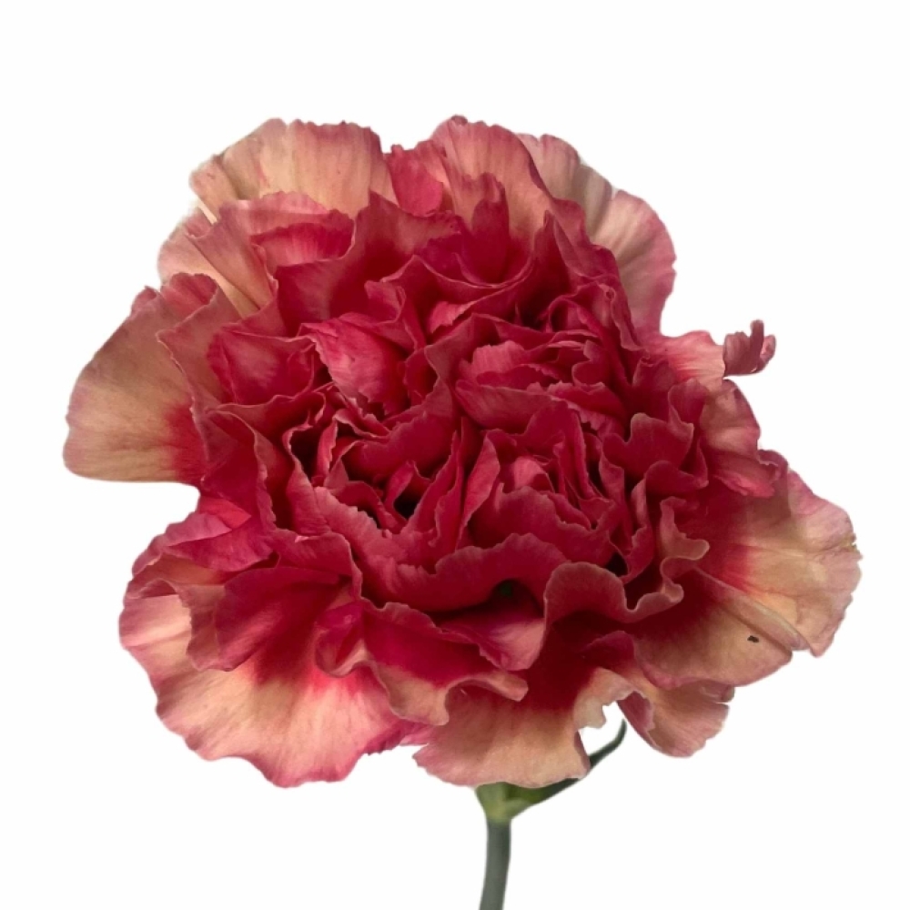 Karafiát ST IPANEMA 60cm