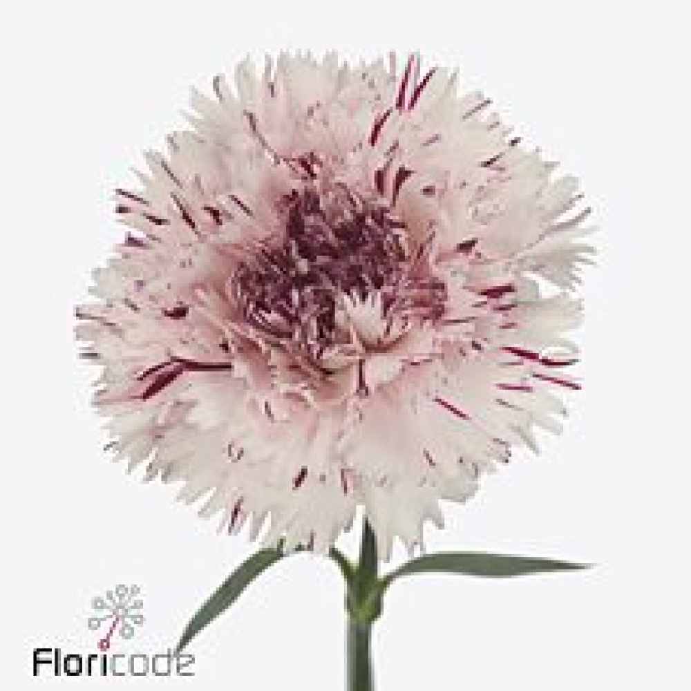 Karafiát ST JUPITER 60cm