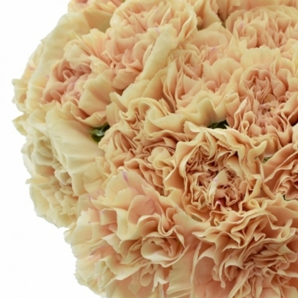 Karafiát ST LADY TRISH 50 cm