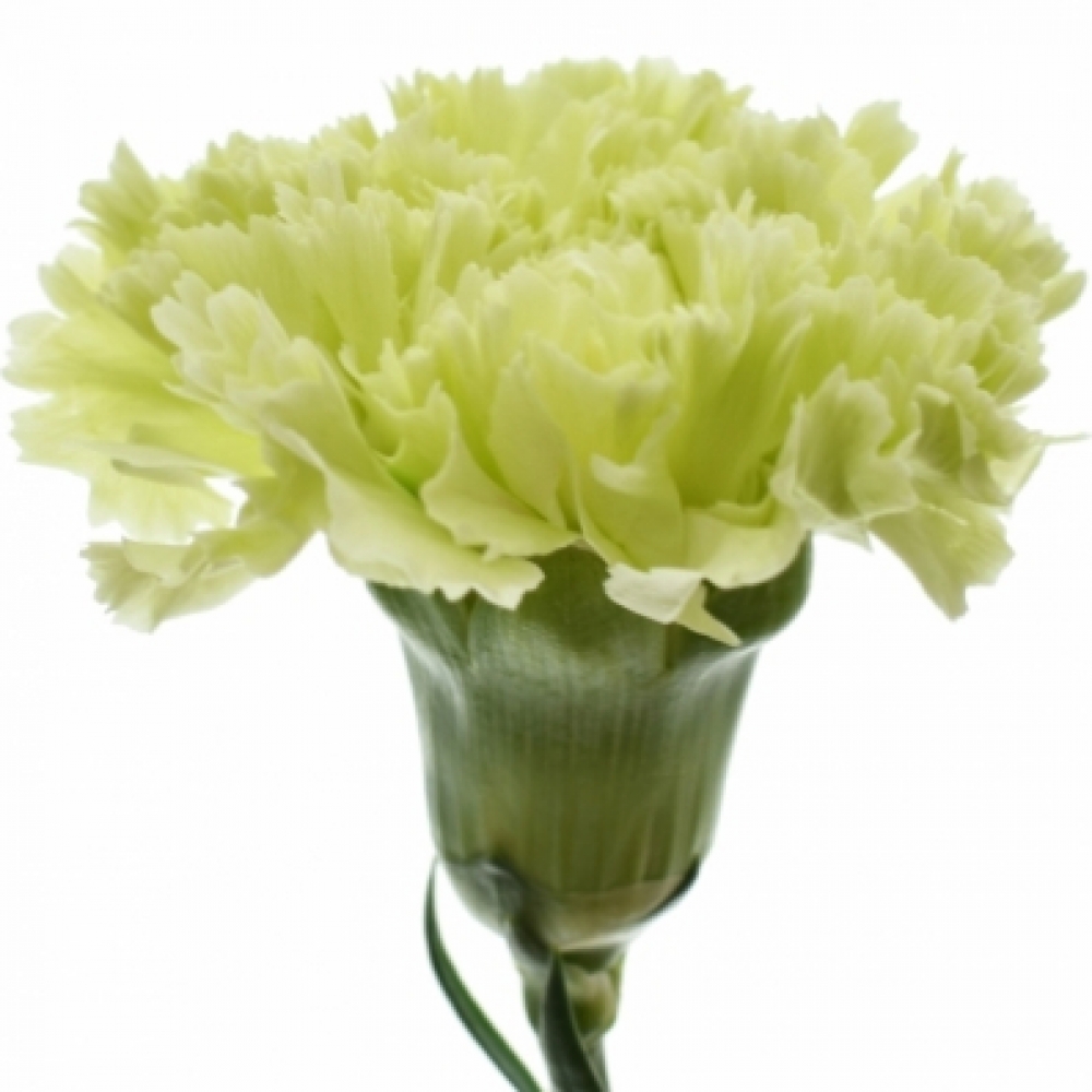 Karafiát ST LEGE VERDE 65cm