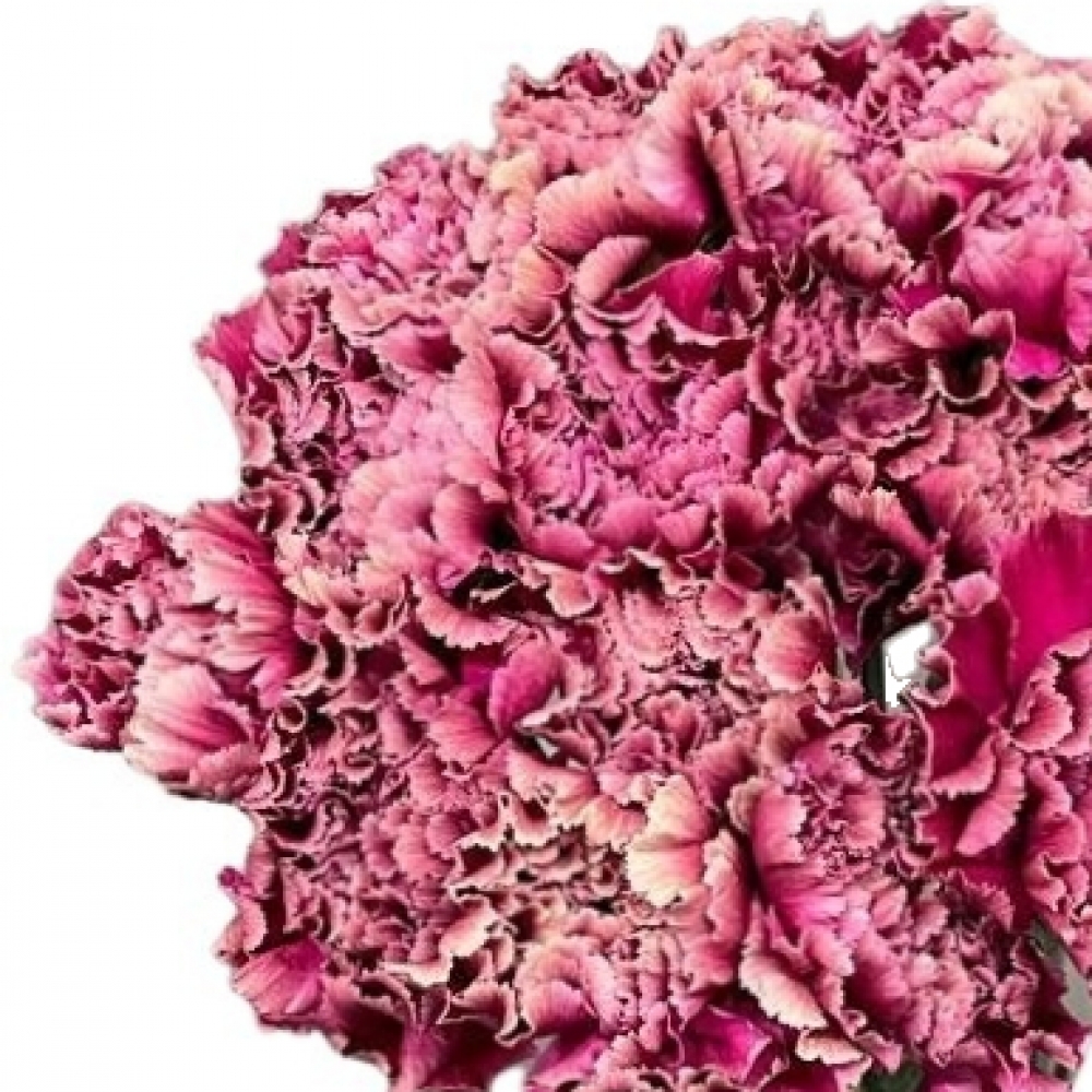 Karafiát ST MERLETTO PURPLE 65cm