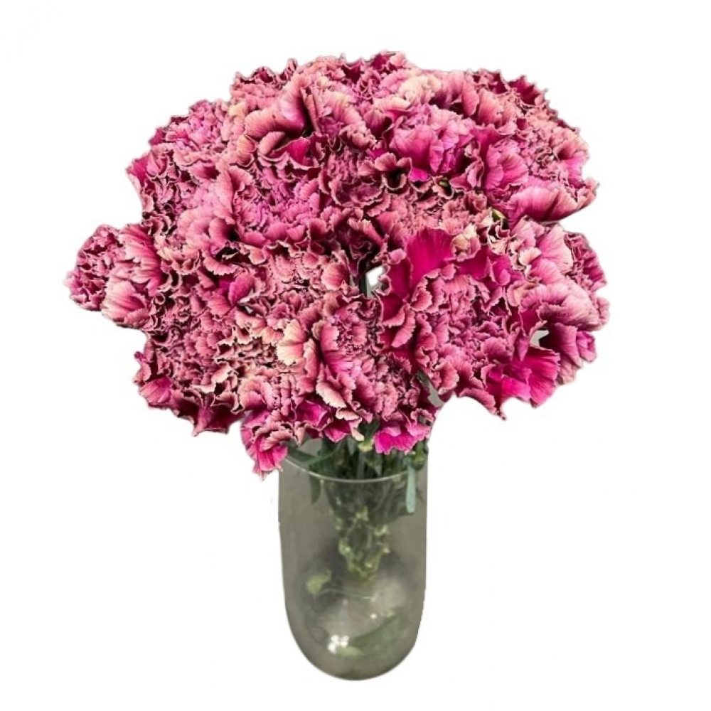 Karafiát ST MERLETTO PURPLE 65cm