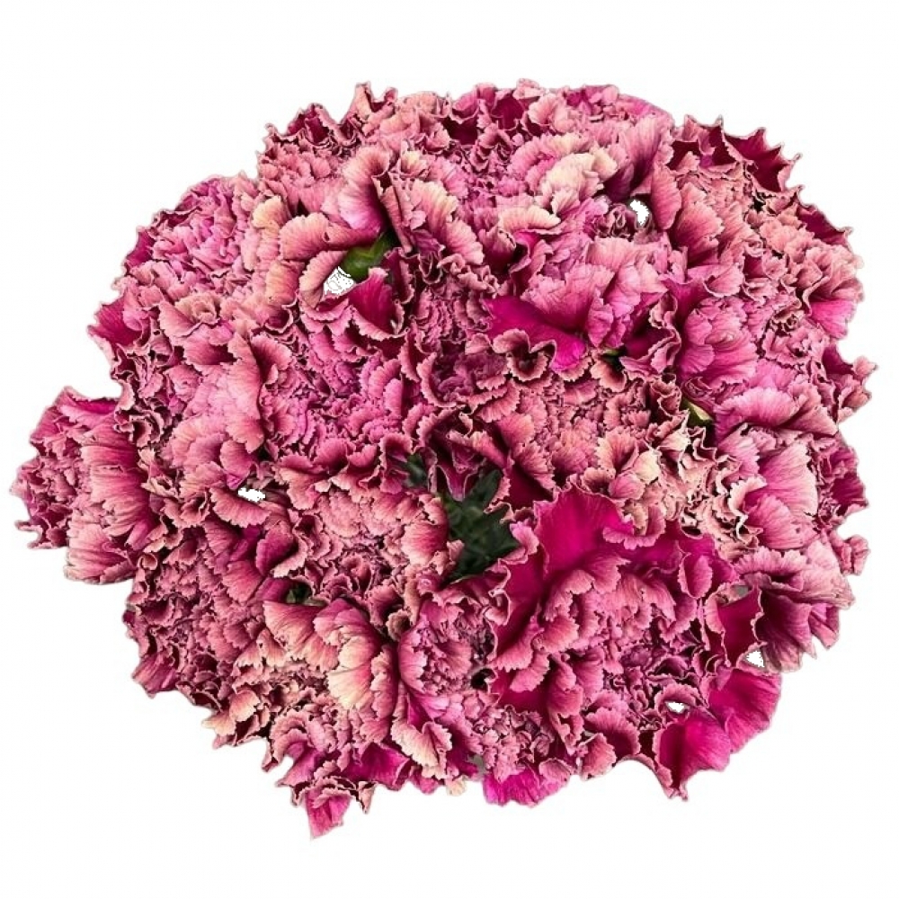 Karafiát ST MERLETTO PURPLE 65cm