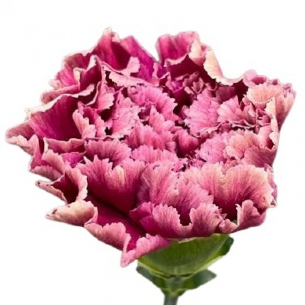 Karafiát ST MERLETTO PURPLE 65cm