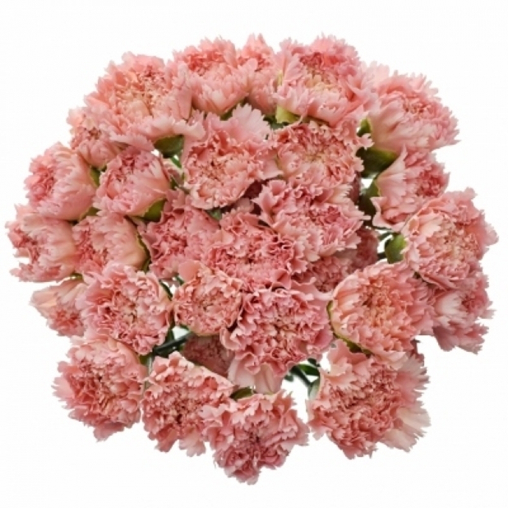 Karafiát ST MONNALISA 65 cm