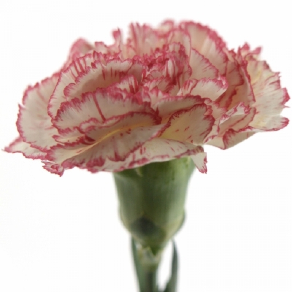 Karafiát ST MUDAH ROSA 65 cm