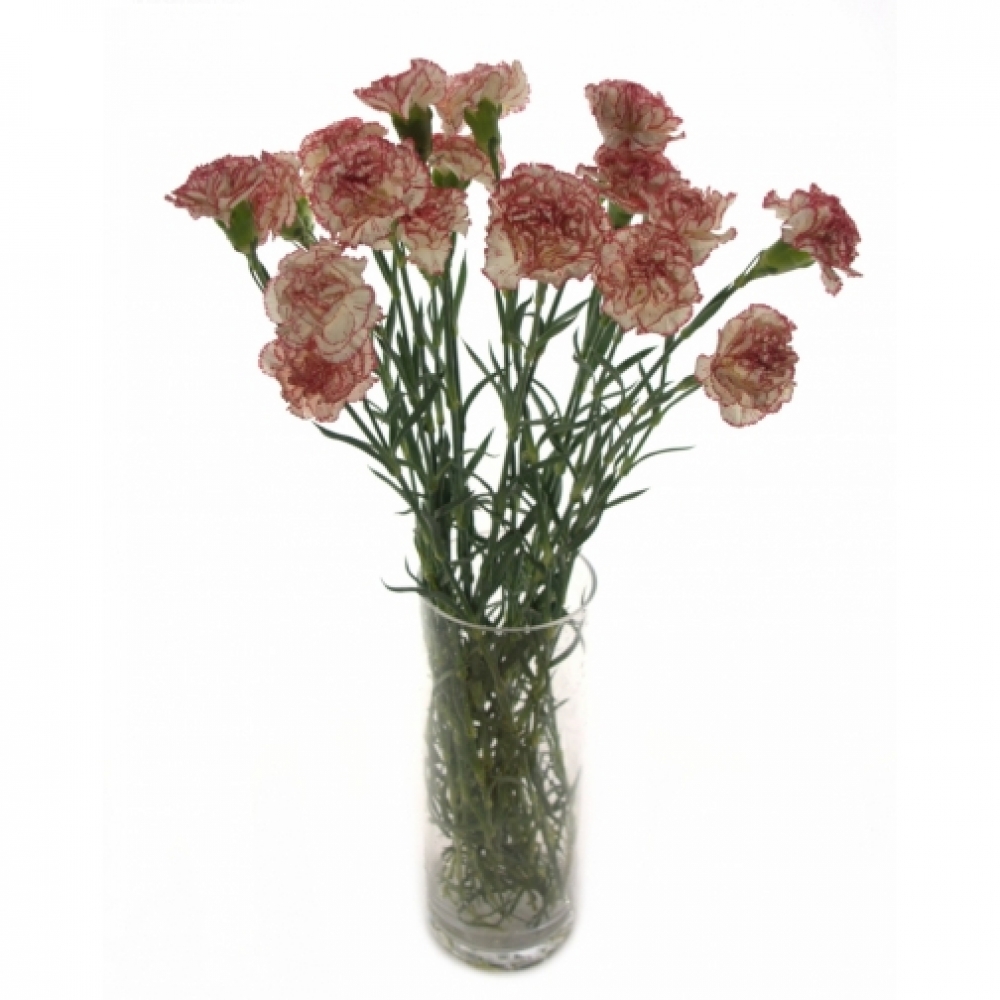 Karafiát ST MUDAH ROSA 60cm