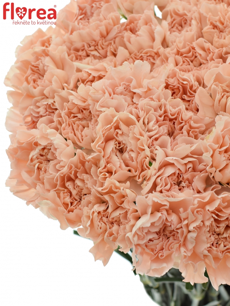 Karafiát ST NOVIADO 65cm