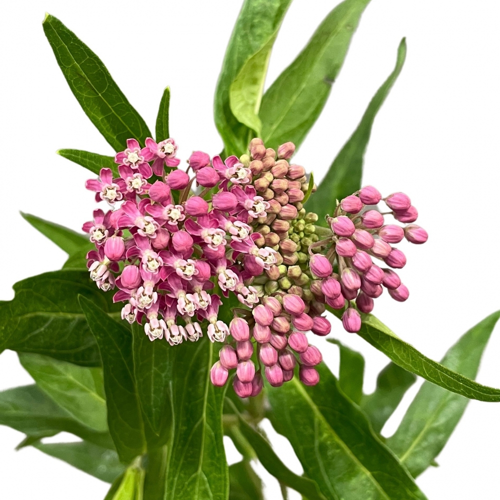 Klejicha INCARNATA SOULMATE 40 cm