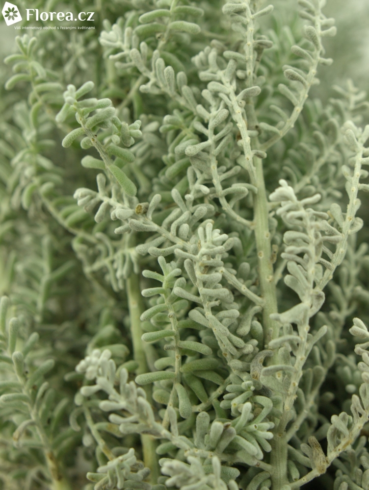 KOCHIA SCOPARIA 45cm