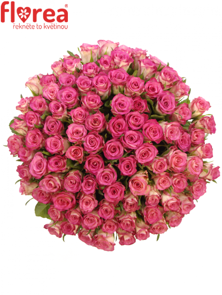 Kytice 100 růží ENSEMBLE 50cm
