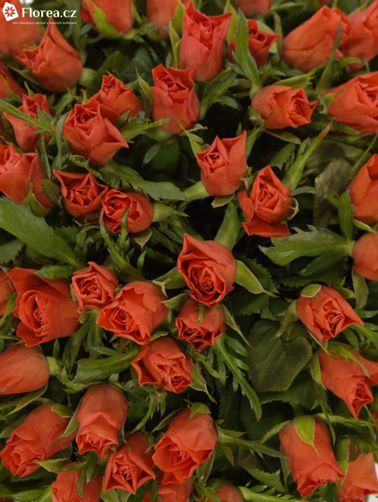Kytice 100 oranžových růží PUNCH 50cm (S)