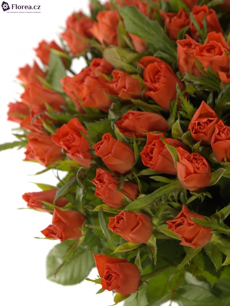 Kytice 100 oranžových růží PUNCH 50cm (S)
