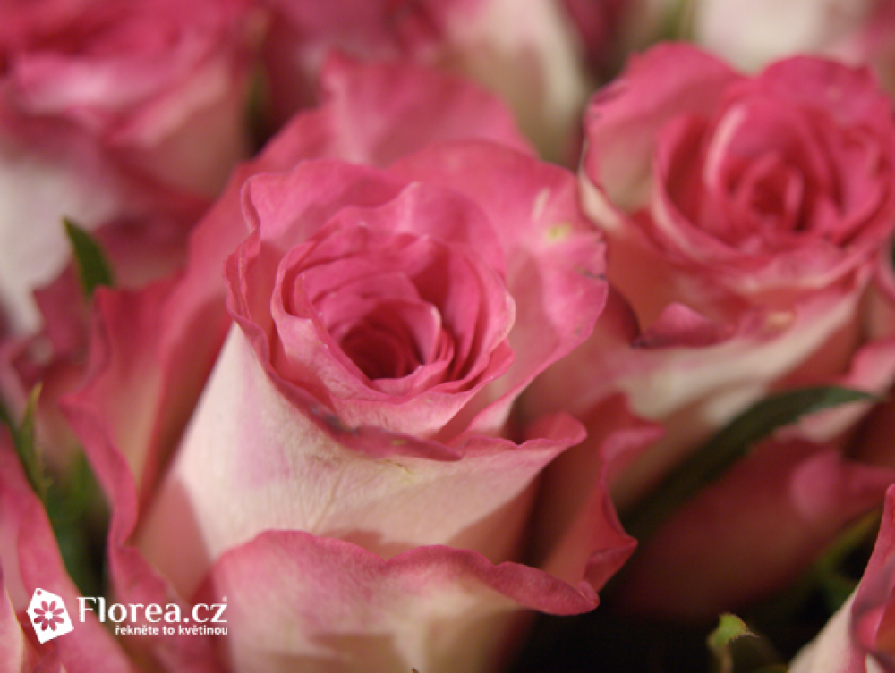 Kytice 100 růžových růží DOUBLE DATE 50cm