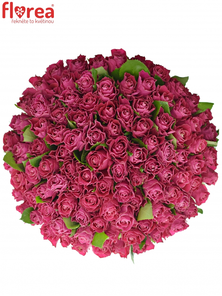 Kytice 100 růžových růží MOVIE STAR 50cm