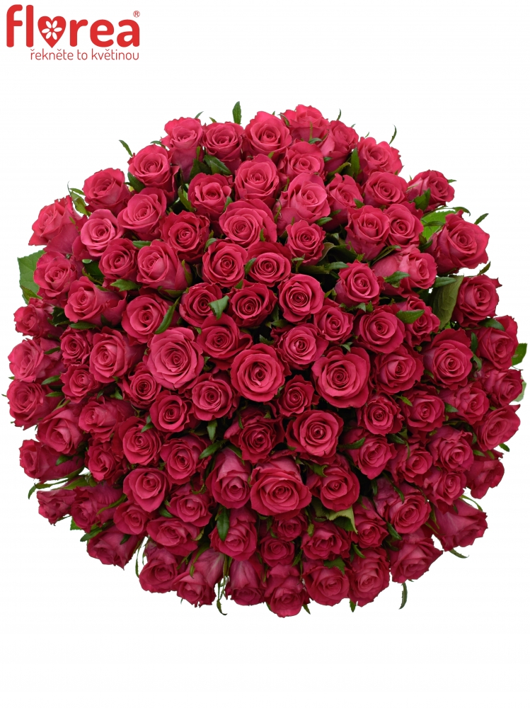 Kytice 100 vínových růží ORCHESTRA 50cm