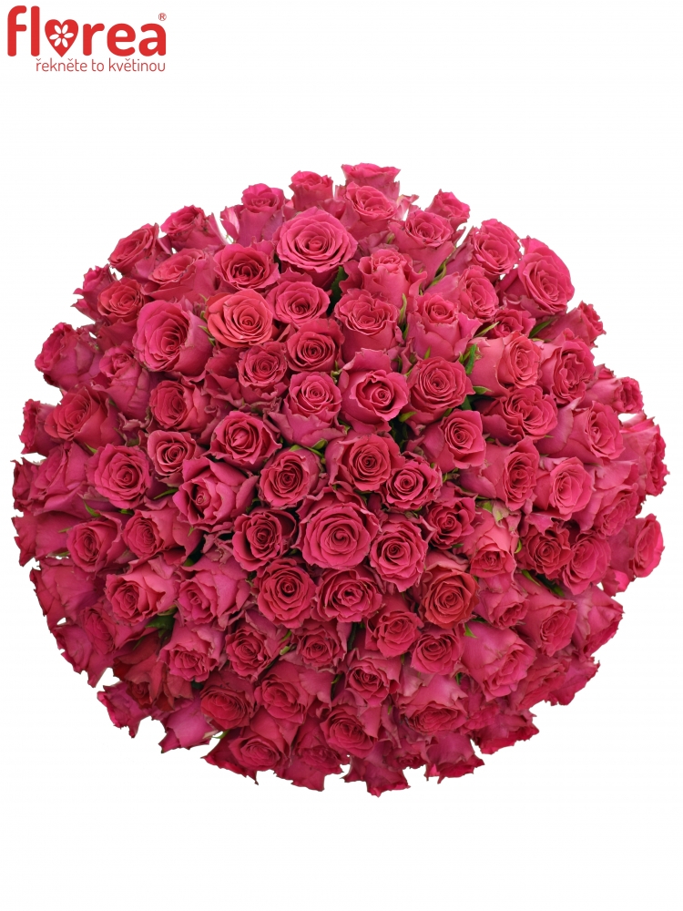 Kytice 100 růžových růží Pink Rhodos 50cm